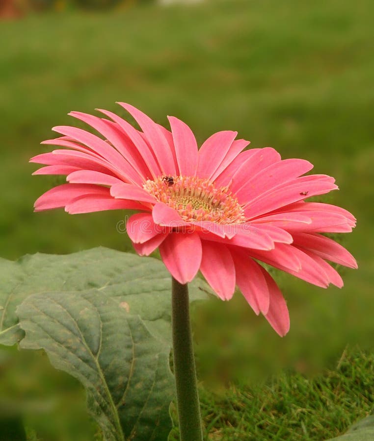 Delia stock photo. Image of sunflower, looks, cute, colour - 43944372