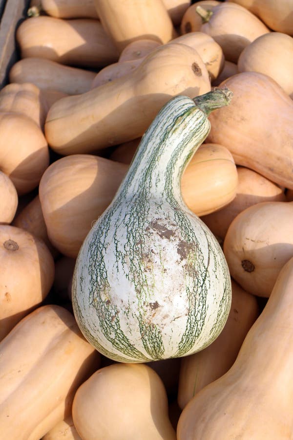 Delicata crook neck squash stock image. Image of farmers - 58729607