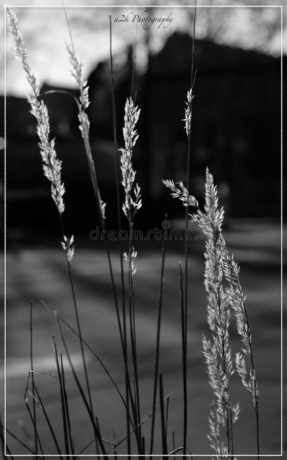 Delicate Picture. Image: 142645218