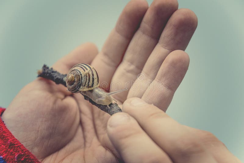 Delicate Animal Snail Held in the Boy`s Hand Stock Image - Image of ...