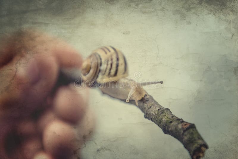 Delicate Animal Snail Held in the Boy`s Hand Stock Image - Image of ...