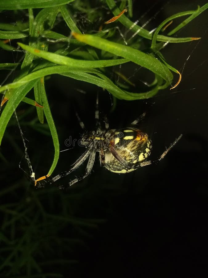 Delicate Art of Web Weaving Stock Image - Image of beetle, wing: 230068957