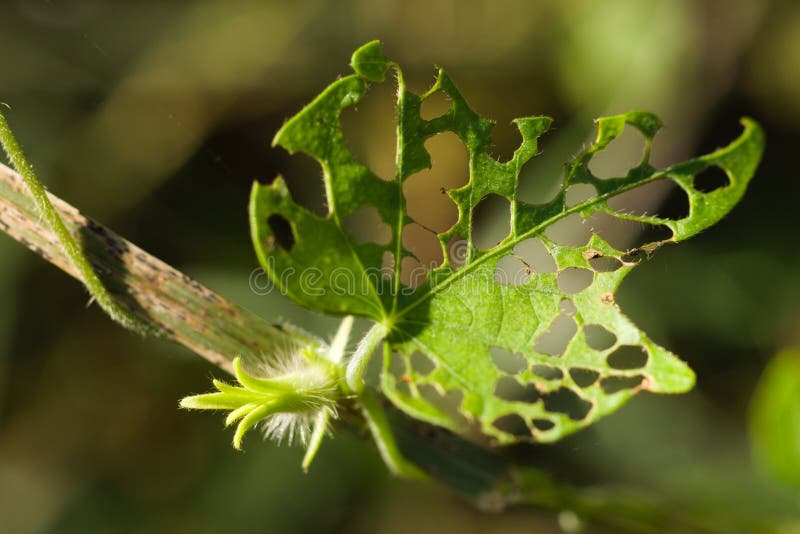 558 Leaf Cutting Pattern stock photo. Image of delicate - 264734782