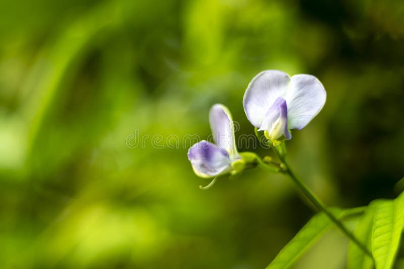 The Delicate Bean Flower Has a Butterfly Shaped Structure, Grows in ...