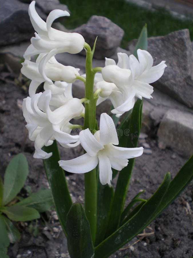 Delicate Beautiful Blooming White Hyacinth Stock Image - Image of ...