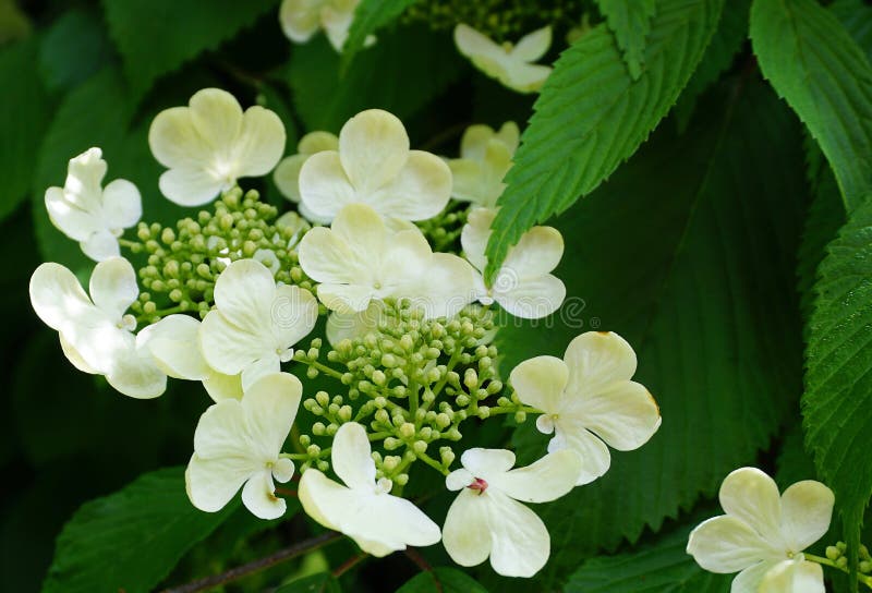 Delicate and Beautiful Small White Hydrangea Paniculata Tardiva Flowers ...