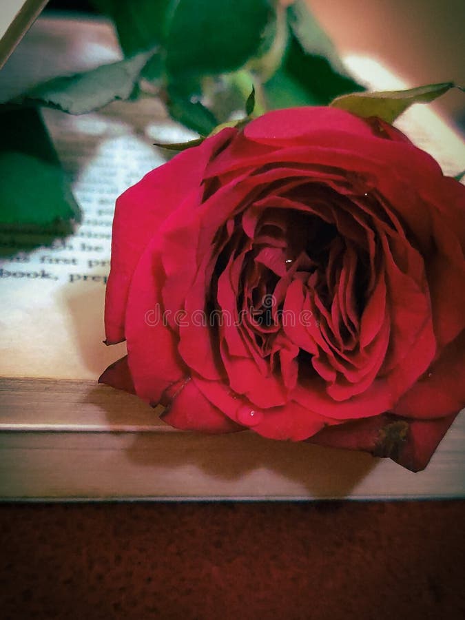 Delicate Beauty with Emotions Stock Image - Image of book, beauty ...