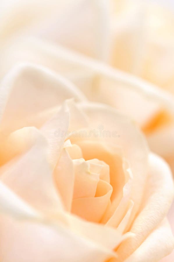 Sparkling Rose stock photo. Image of dazzle, backgrounds - 91100