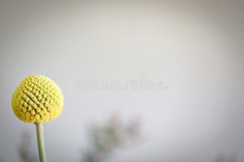 Delicate Billy Buttons Blooms on White Background Stock Photo - Image ...