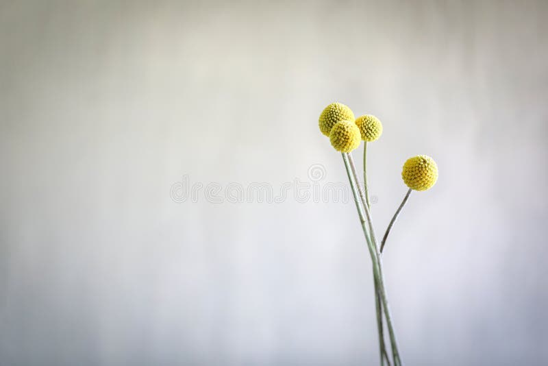 Delicate Billy Buttons Blooms on White Background Stock Image - Image ...
