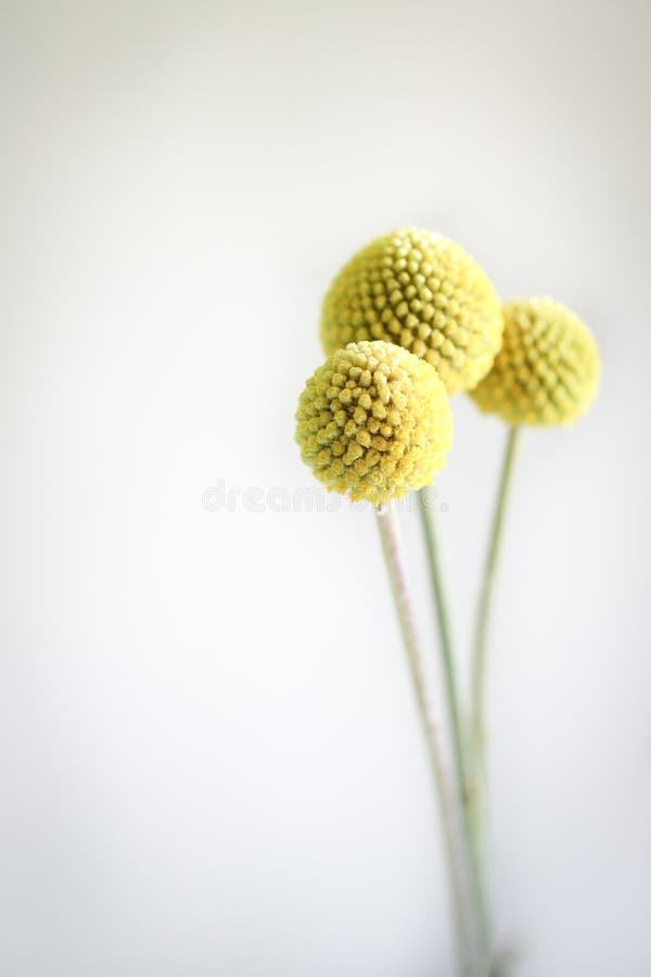 Delicate Billy Buttons Blooms on White Background Stock Photo - Image ...