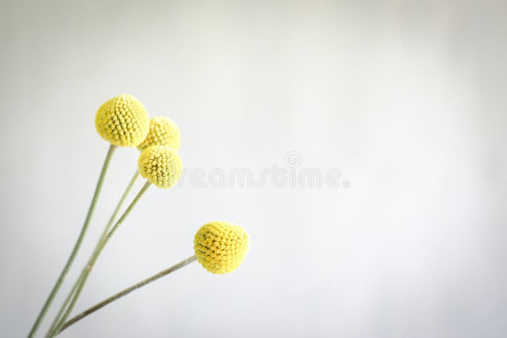 Delicate Billy Buttons Blooms on White Background Stock Photo - Image ...