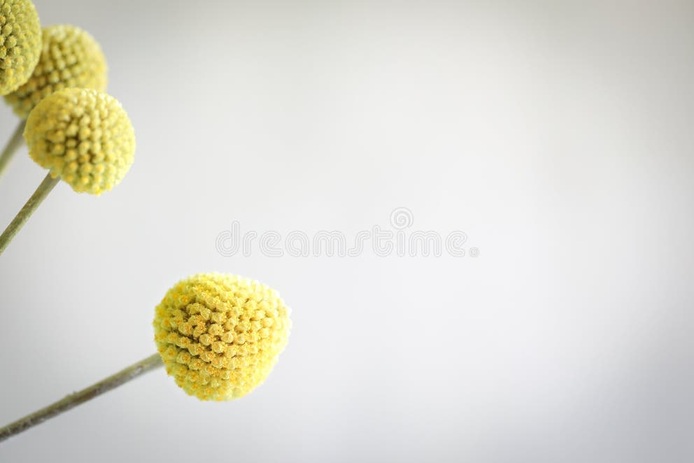 Delicate Billy Buttons Blooms on White Background Stock Photo - Image ...