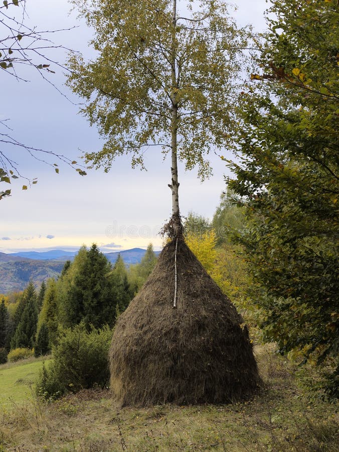 Delicate Birch Tree Finds an Unlikely Home Atop a Weathered Haystack ...