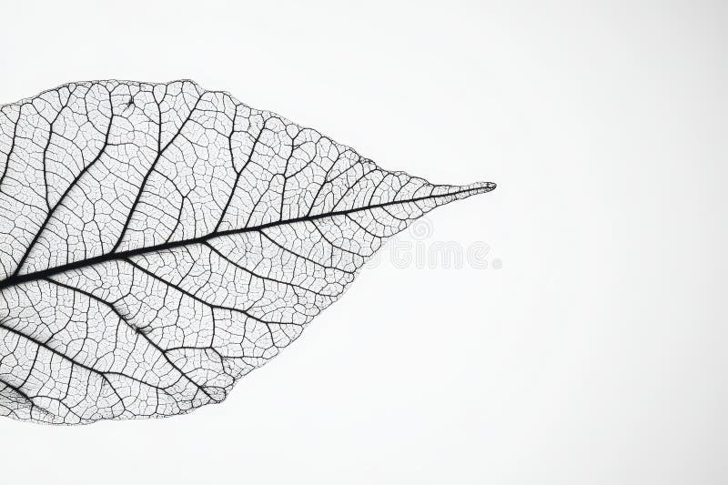 Delicate Black Leaf Skeleton Stock Illustrations – 208 Delicate Black ...