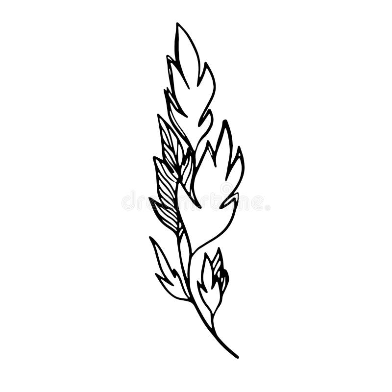 Delicate Sketch of Leaves. Vector Illustration in Hand Drawn Style ...