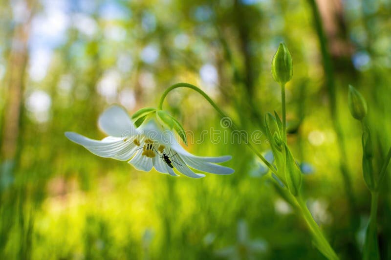 One Delicate Blossom in a Forest Stock Photo - Image of blossom ...