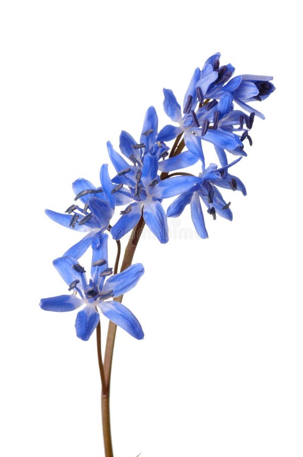 Delicate Blue First Spring Flower Ower White Stock Image - Image of ...