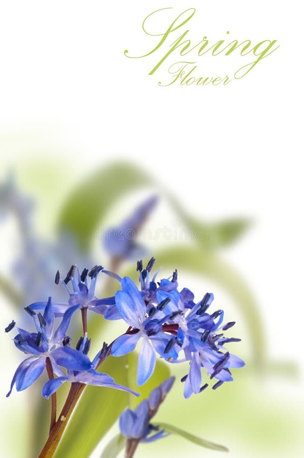 Delicate Blue First Spring Flower Ower White Stock Photo - Image of ...
