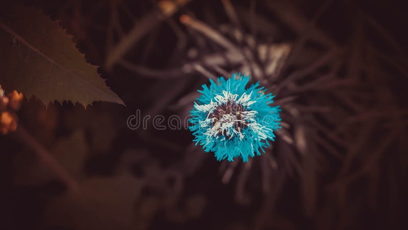 Delicate Blue Flower with a Top View Underneath the Grass is Green ...