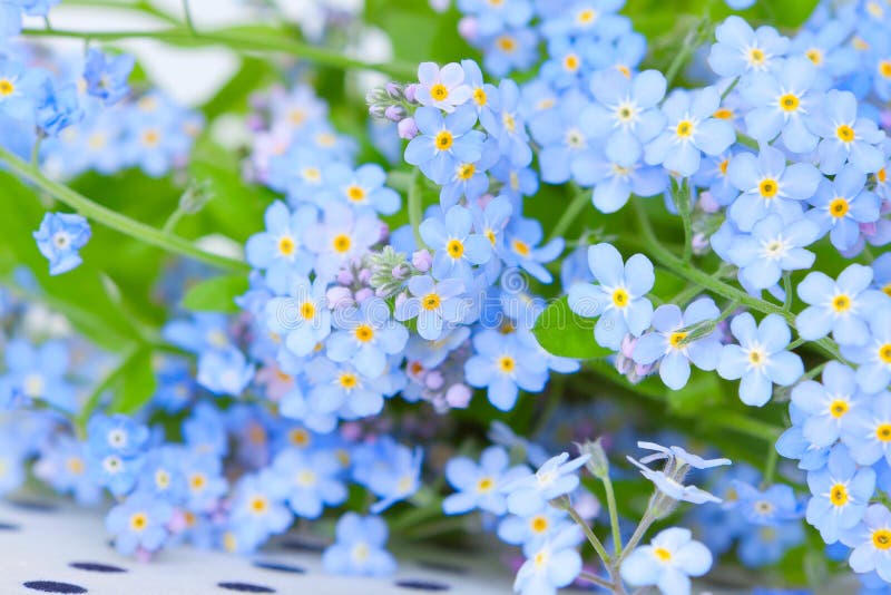 Blue Forget me not flower stock image. Image of outdoor - 5113535