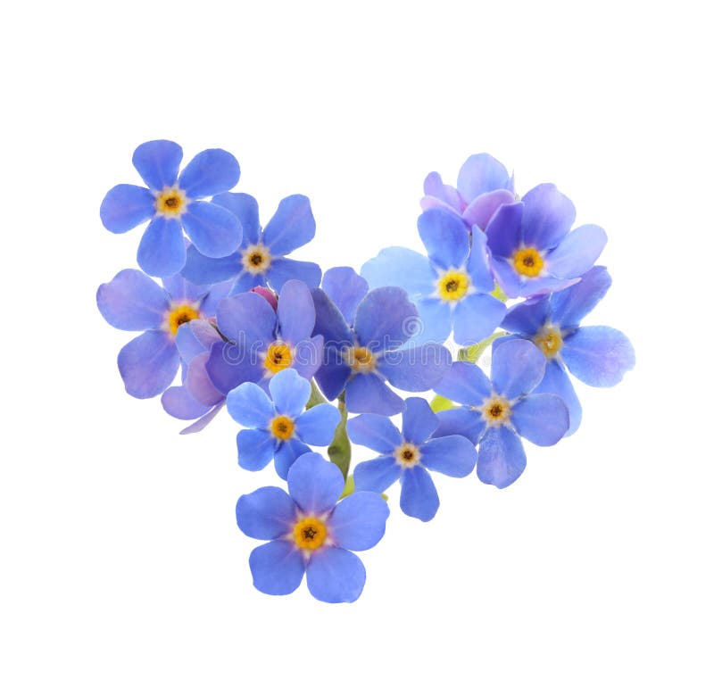 Delicate Blue Forget Me Not Flowers on White Background Stock Image ...