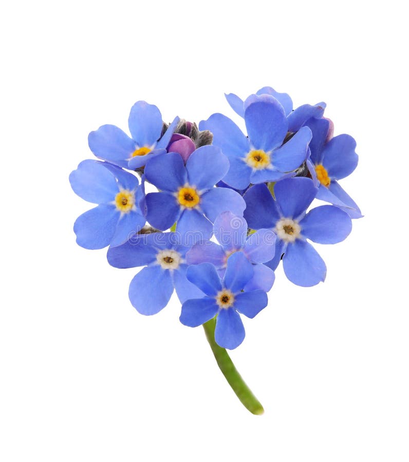 Delicate Blue Forget Me Not Flowers on White Background Stock Photo ...