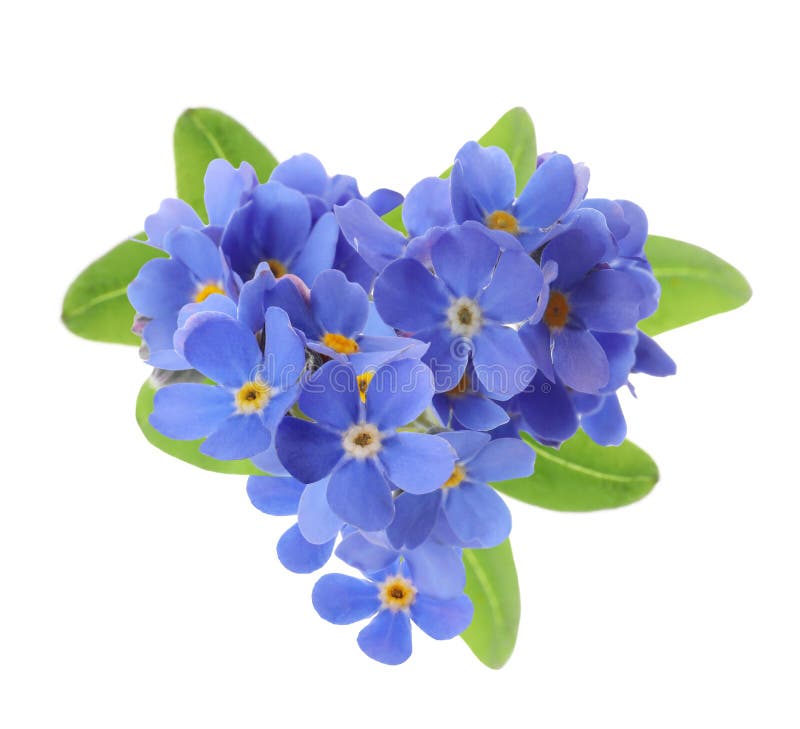 Delicate Blue Forget Me Not Flowers on White Background Stock Image ...