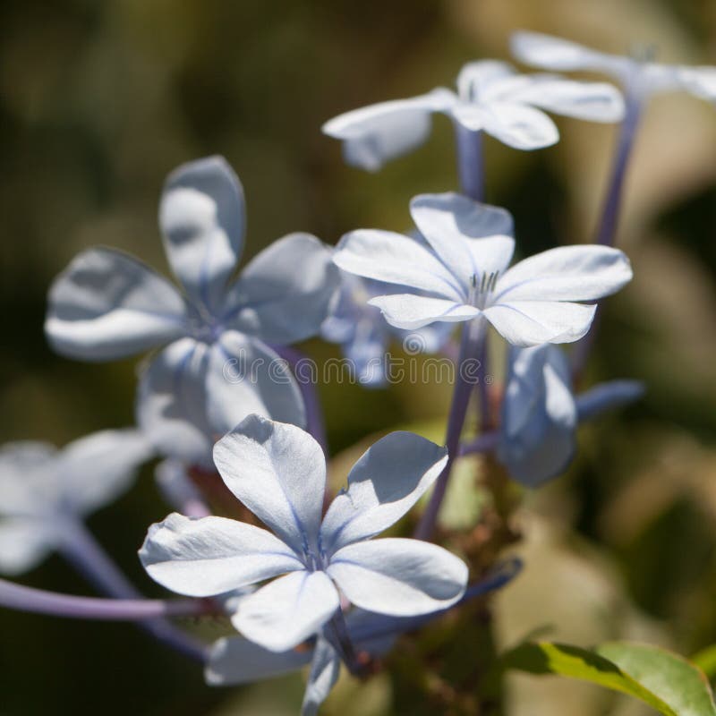 Delicate blue petals stock photo. Image of flora, flowers - 29530098