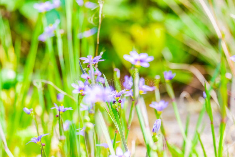 Delicate Blue and Yellow of Blue Cap Stock Image - Image of medicinal ...