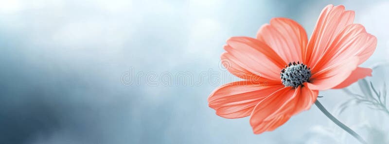 A Delicate Border for Spring or Summer Featuring Beautiful Cosmos ...