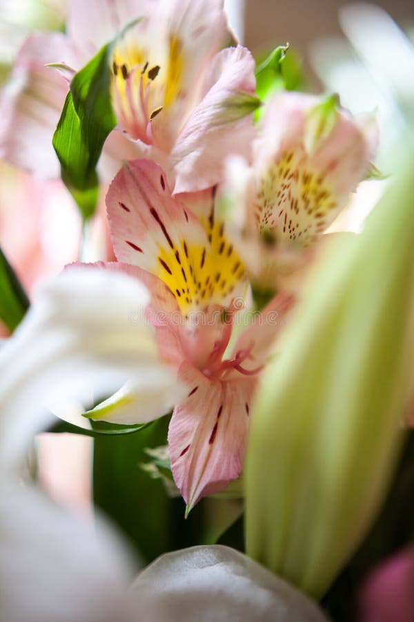 Delicate Bouquet of Pink Alstroemeria, Inca Lilies Stock Photo - Image ...