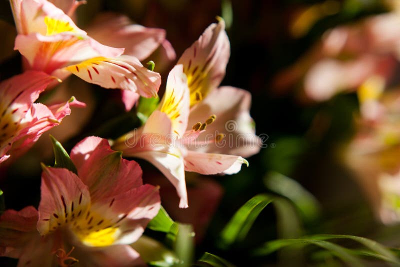 Delicate Bouquet of Pink Alstroemeria, Inca Lilies Stock Photo - Image ...