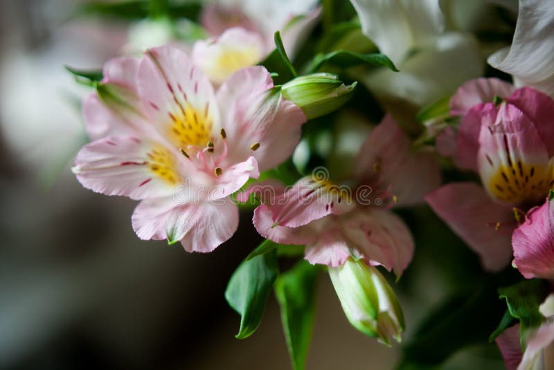 Delicate Bouquet of Pink Alstroemeria, Inca Lilies Stock Photo - Image ...
