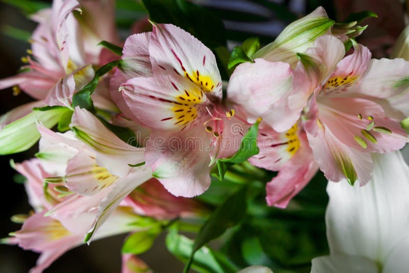 Delicate Bouquet of Pink Alstroemeria, Inca Lilies Stock Image - Image ...