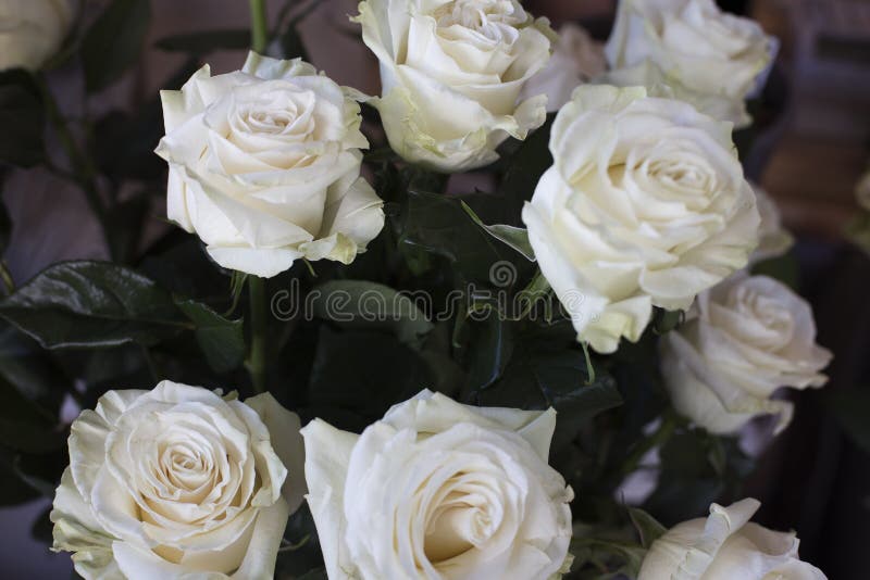 Delicate Bouquet of White Roses. View from Above Stock Photo - Image of ...