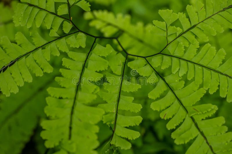 Fingerd Ferns Stock Photos - Free & Royalty-Free Stock Photos from ...