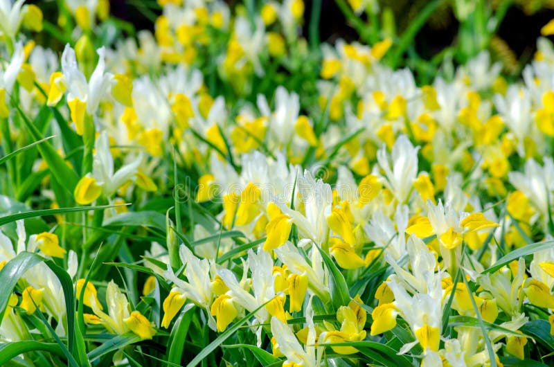 Bright Yellow Flowers Gaga in the Spring Forest, Harbingers of Warm ...