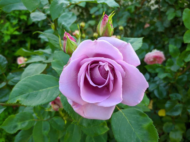 Delicate Bud of Blossoming Roses of Blue Moon Variety Stock Photo ...