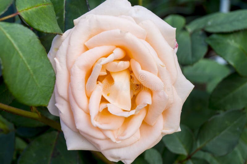 Tea rose stock photo. Image of flower, petals, fragrant - 100836782