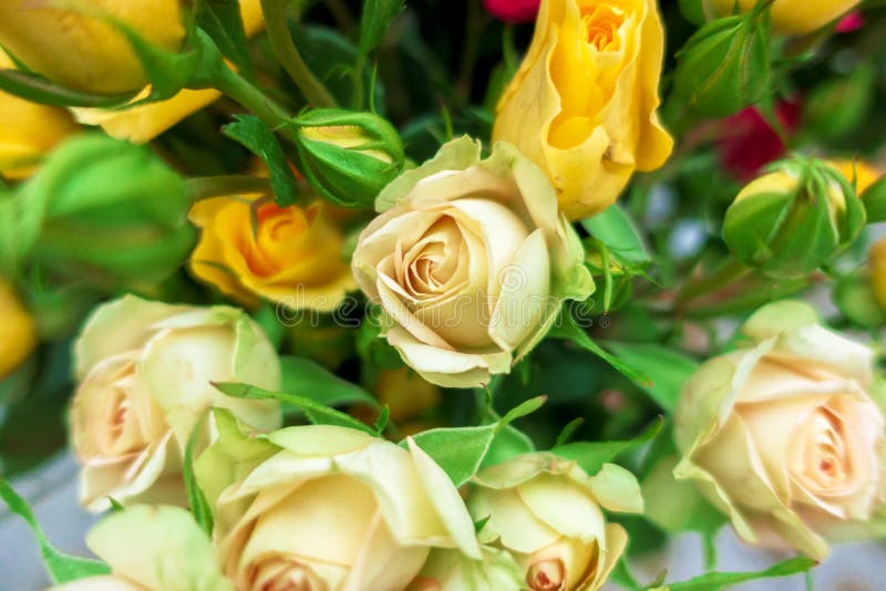 Delicate Buds of Small Pastel Colored Roses. Provence Style. Background ...