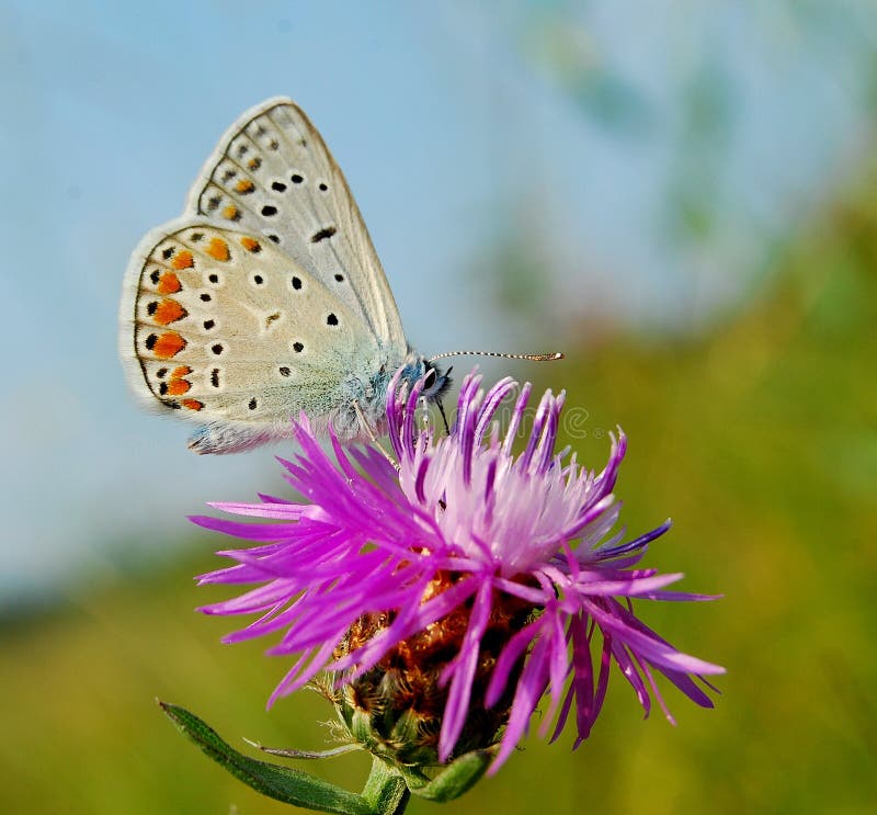 Delicate butterfly stock photo. Image of wings, small - 7943944