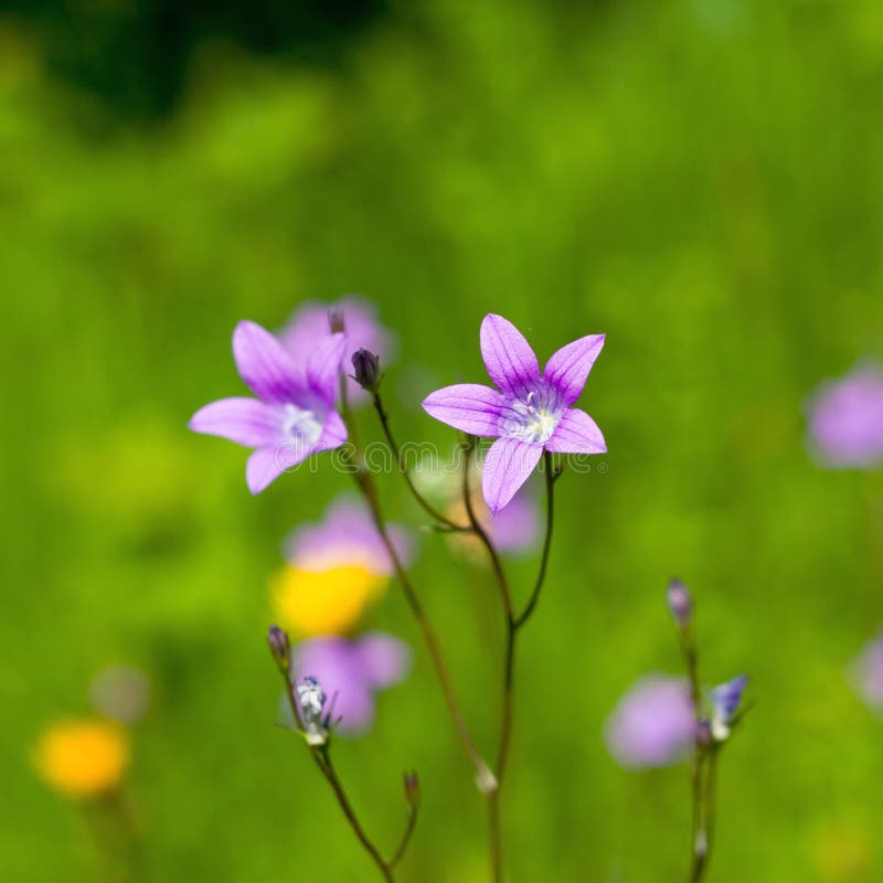 Campanula patula stock photo. Image of meadow, bright - 70094648