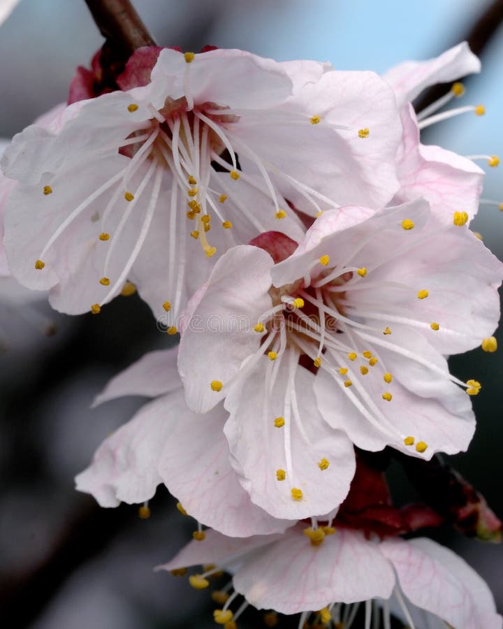 Delicate Cherry Blossoms Bloom in Spring Sunshine Stock Image - Image ...