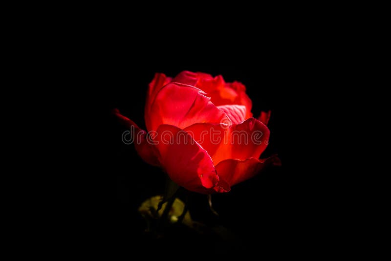 Delicate Colorful Rose Isolated on Black with Copy Space. Rose Isolated ...