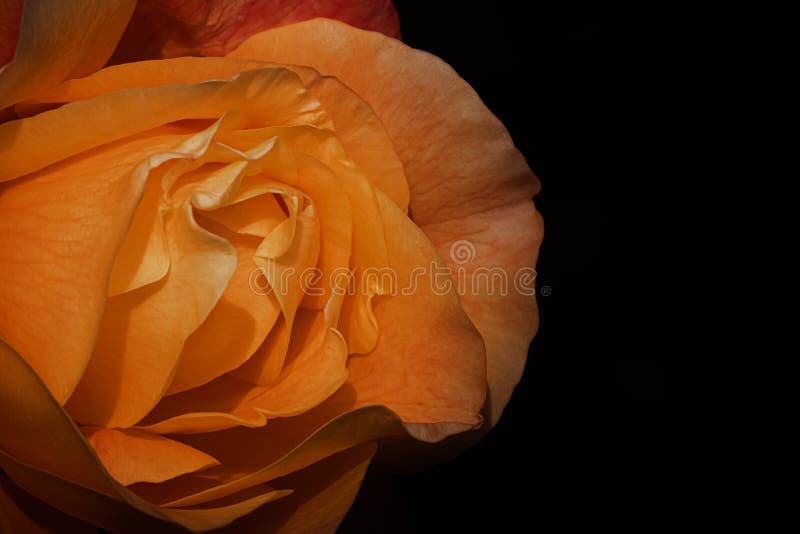 Delicate Colorful Rose Isolated on Black with Copy Space. Rose Isolated ...