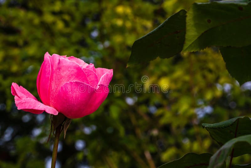 Delicate Colorful Rose Isolated in Garden with Copy Space. Rose ...
