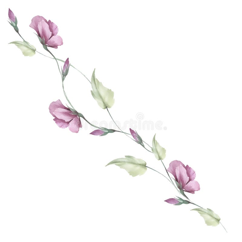 Delicate Composition of Flowers Buds. Watercolor Illustration. Stock ...