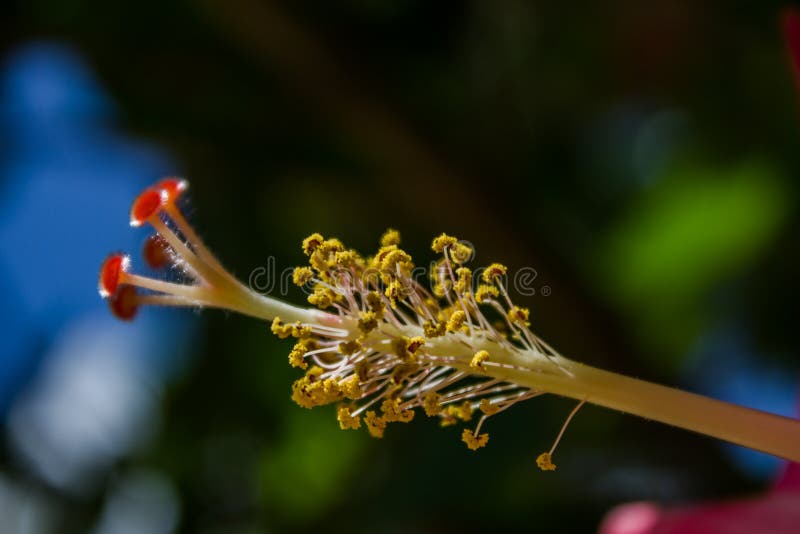 Delicate stock image. Image of blue, fragile, core, flower - 144441149