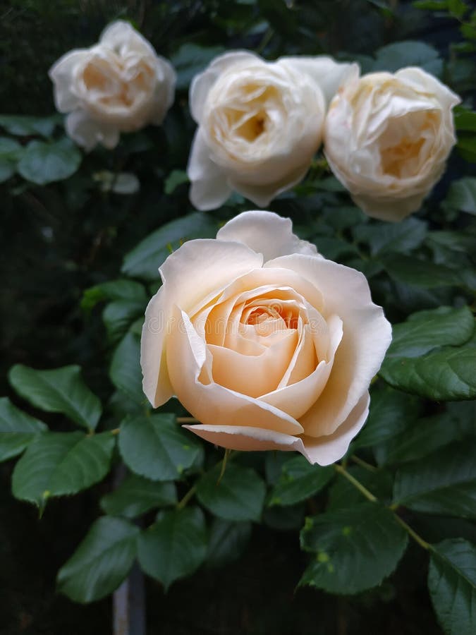 Delicate Cream Rose Close-up on a Green Bush Stock Image - Image of ...
